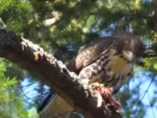 Hawk Raised by Eagles Is Starting to Act Like One | National Geographic ...