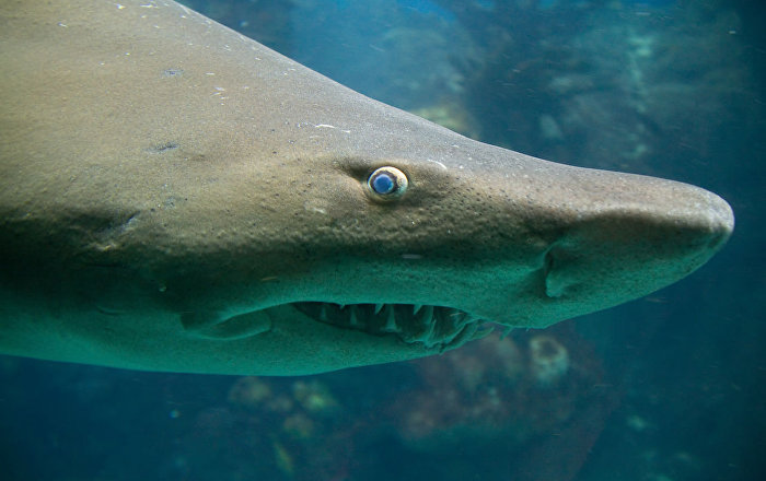 Body parts of missing man found inside shark - P.M. News