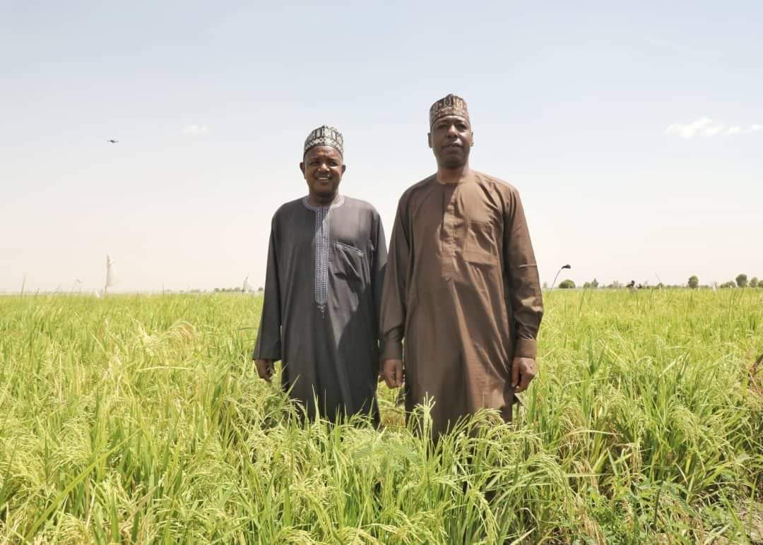 Zulum boasts of 30,000 hectares rice farm in Borno - P.M. News