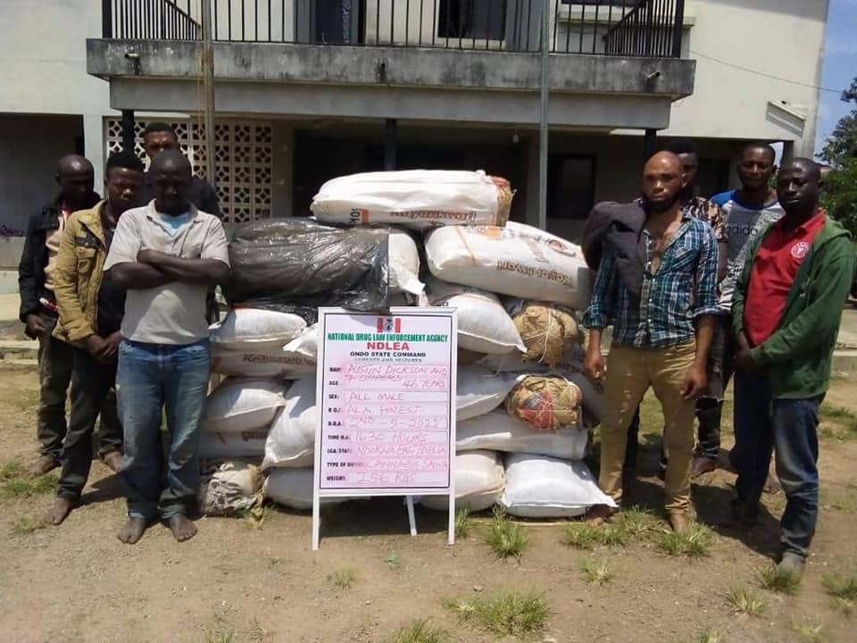 NDLEA conducts massive operations in 5 states, arrests suspects, seizes ...