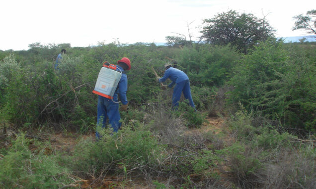 Bush encroachment threatens food, water security in Namibia - P.M. News