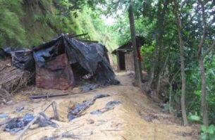 Why forest security is crucial – NFSS – P.M. News