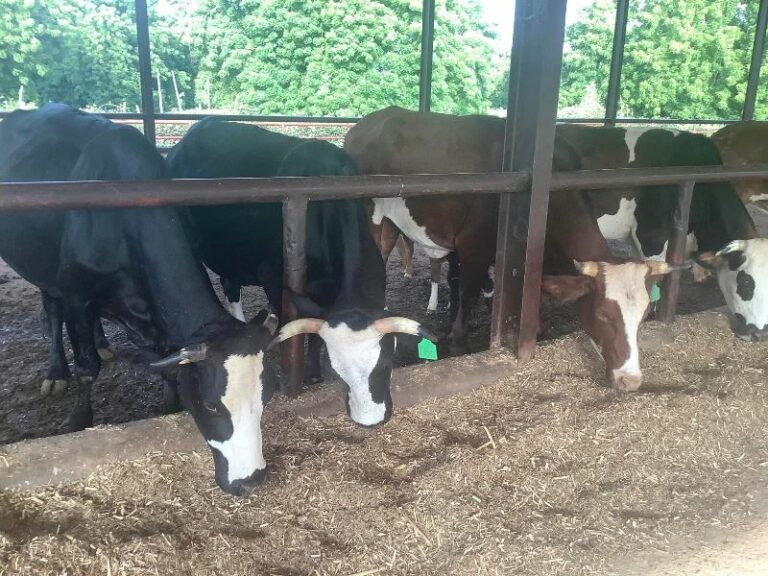 Inside Buhari's cattle farm - P.M. News