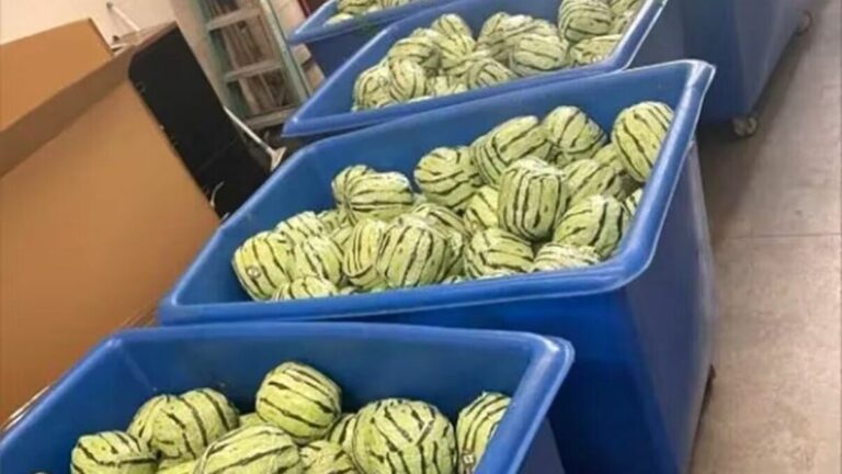 U.S. authorities discover $5m worth of meth disguised as watermelons ...