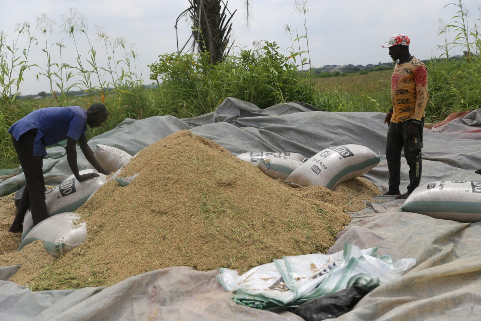 Farmers give reasons for scarcity of local rice - P.M. News