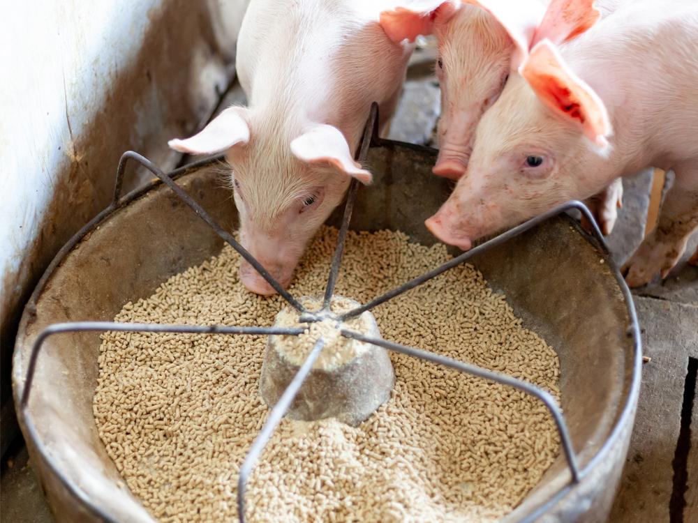 What you need to know before going into pig farming – P.M. News