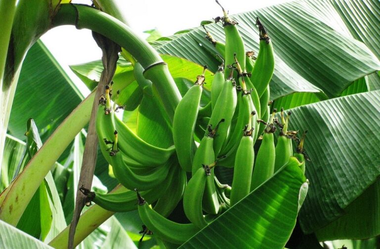 10 reasons plantain farming is highly profitable – P.M. News