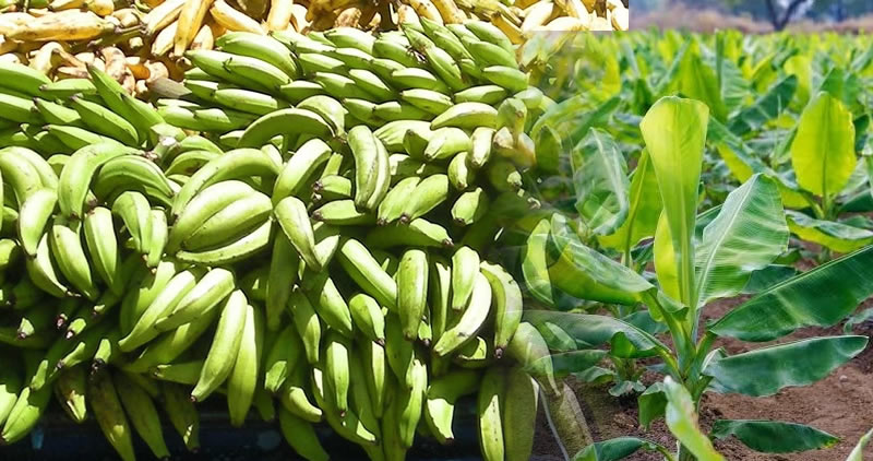 10 reasons plantain farming is highly profitable - P.M. News