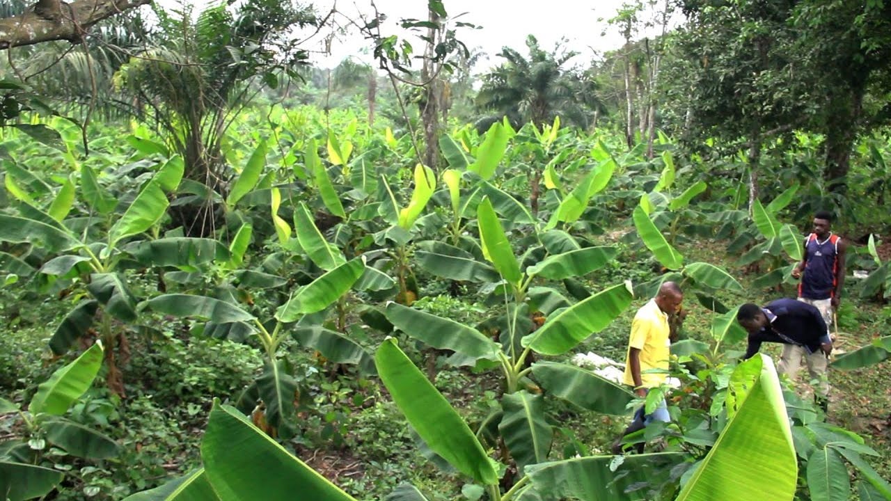 Processes involved in successful plantain farming - P.M. News