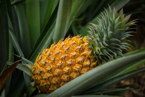 10 things to know before going into pineapple farming - P.M. News
