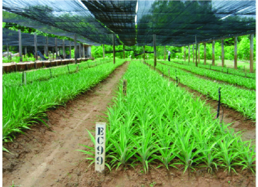 10 things to know before going into pineapple farming - P.M. News