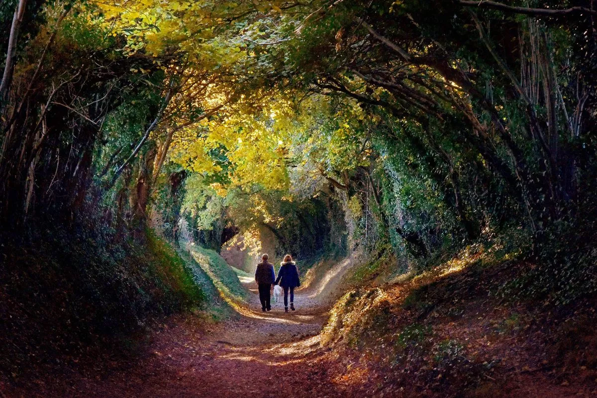 London village beautified by 'tree tunnel' that looks almost unreal - P ...