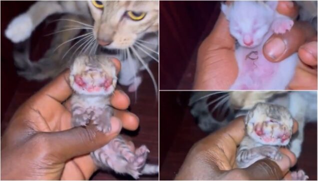 Video: Nigerian man’s cat gives birth to rare two-faced kitten ...