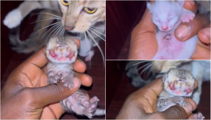 Video: Nigerian man’s cat gives birth to rare two-faced kitten, sparks ...